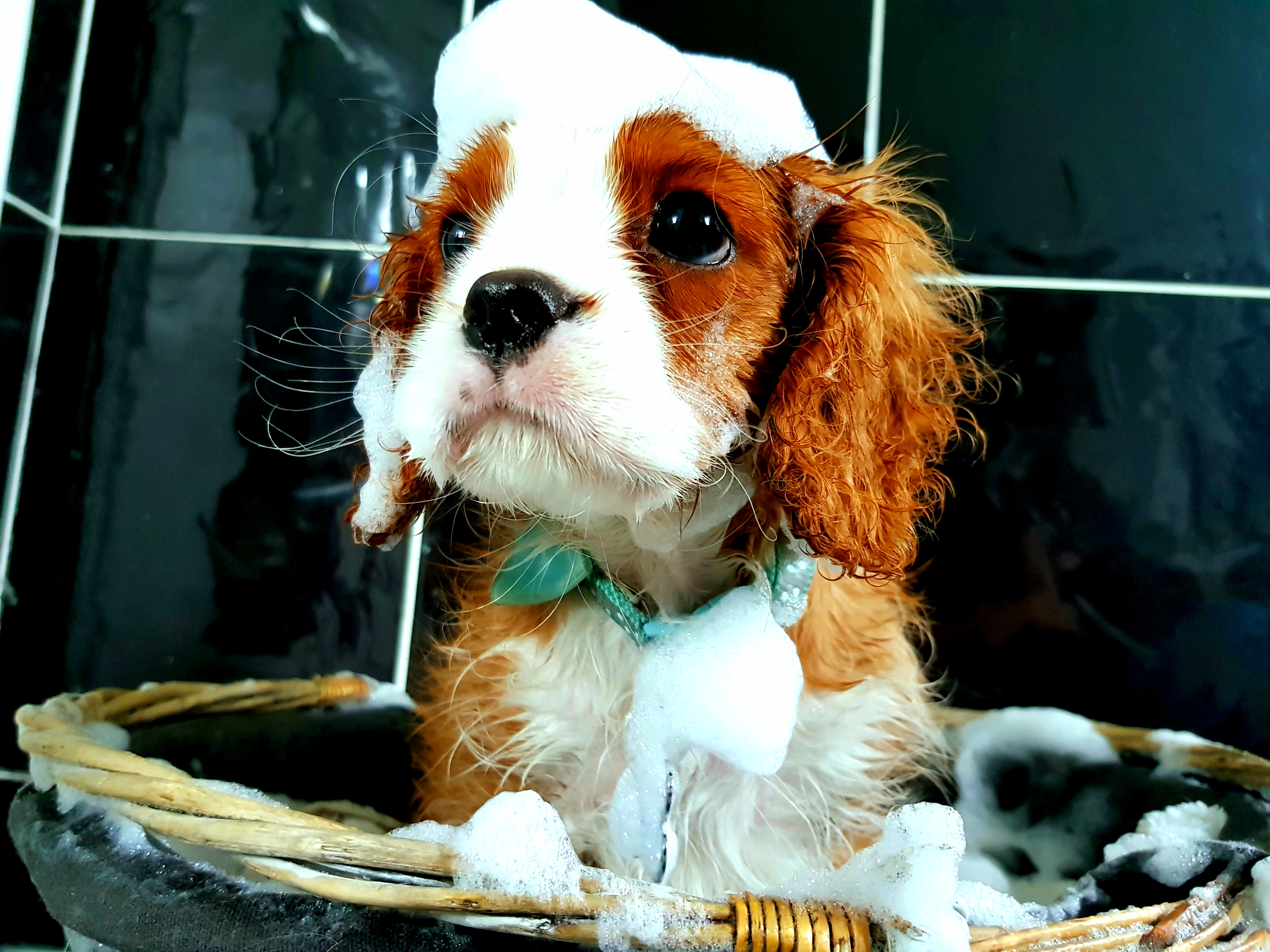 Pampered Pooch Experience